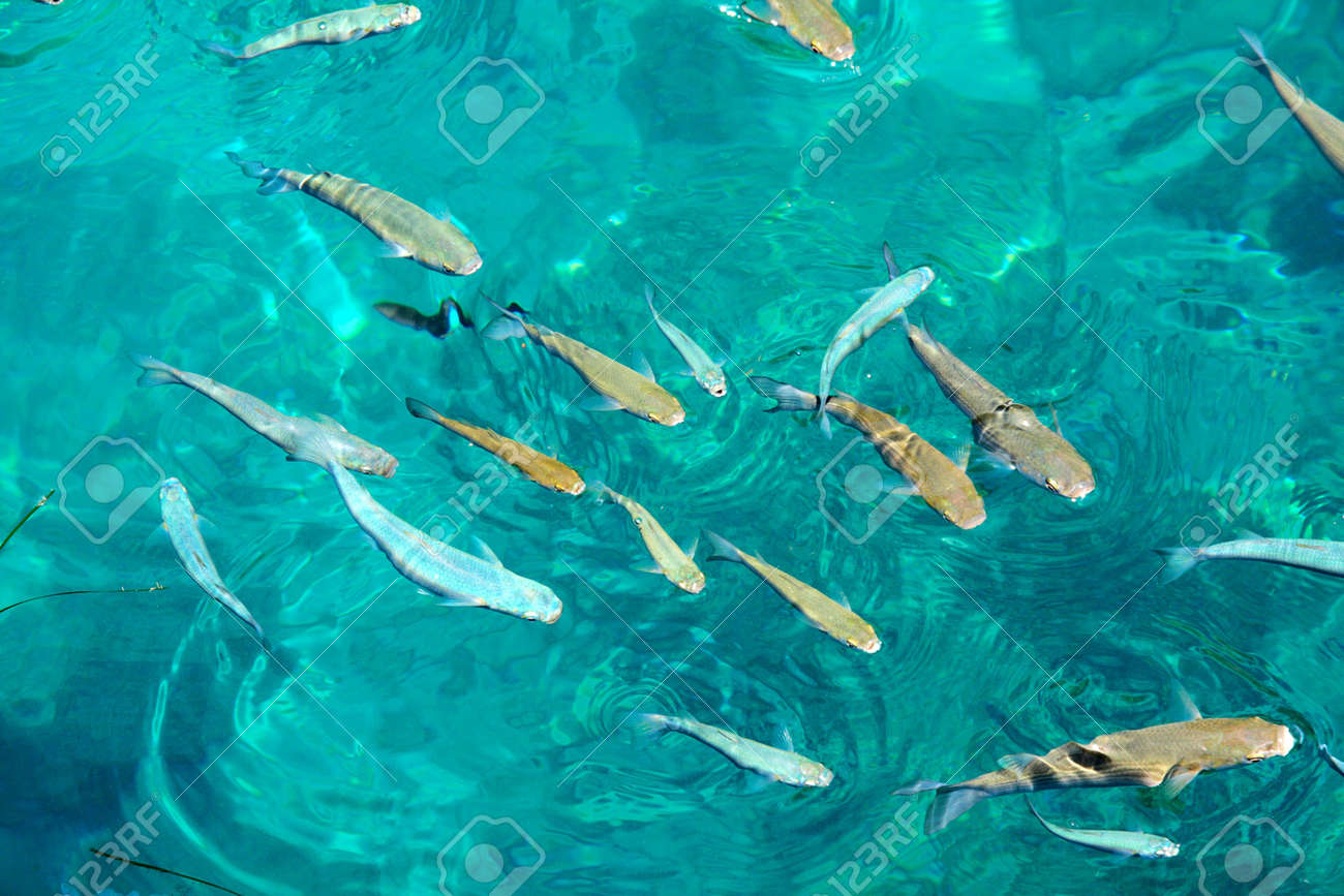 Descubre la fascinante ecología acuática del río Funder