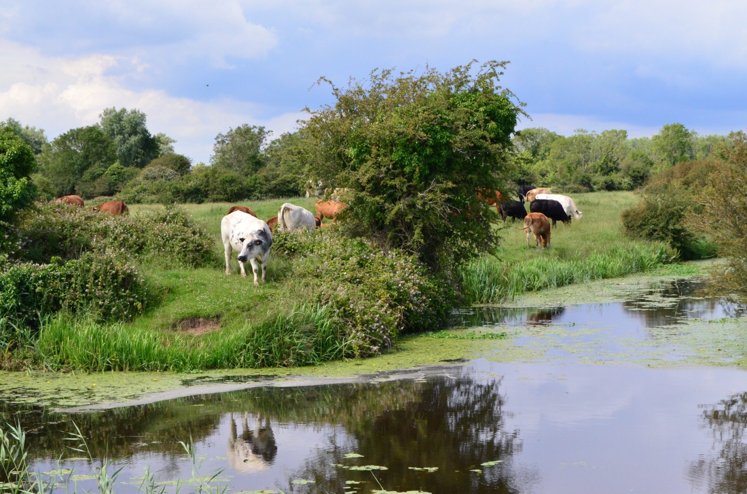 Explora la ecología acuática en el río Guajoyo