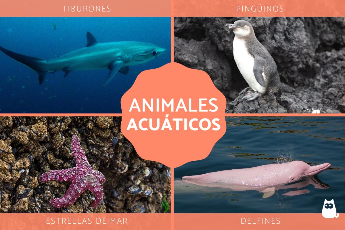 Fauna Acuática Del Río Veleka Exploración Ecológica
