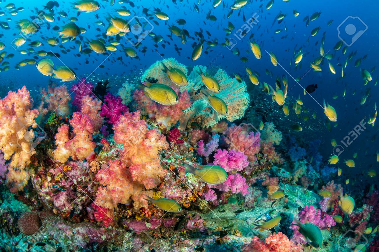 Ecología acuática del arrecife de Man of War Bay: un tesoro a proteger