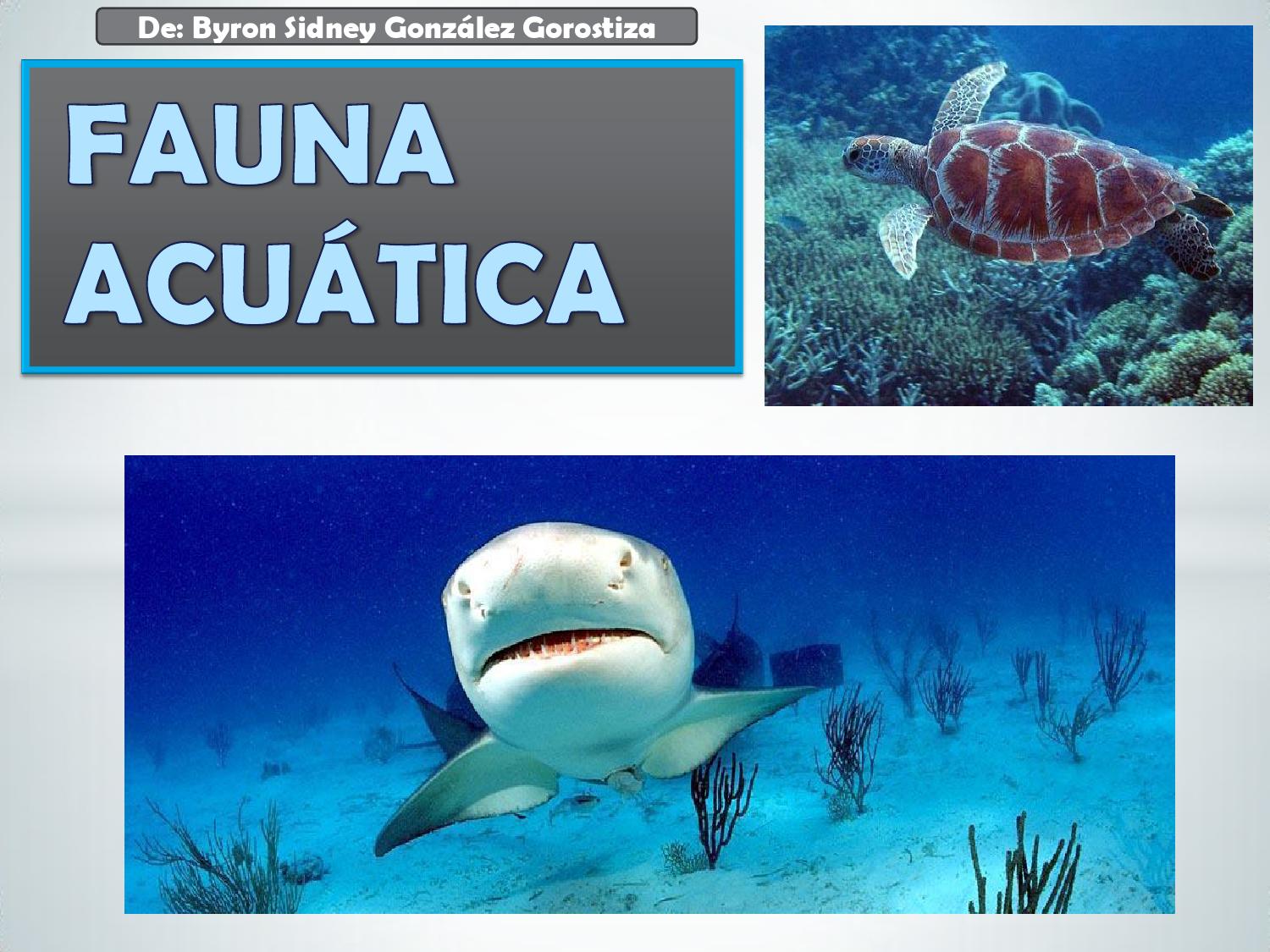 Riqueza de la ecología acuática en el Estuario del Dunavatul de Jos