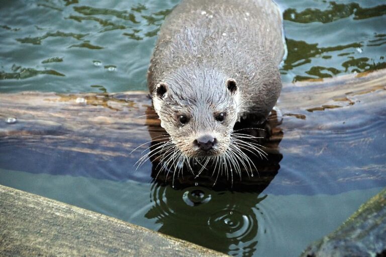 Vida acuática del Río Sarda y cómo protegerla
