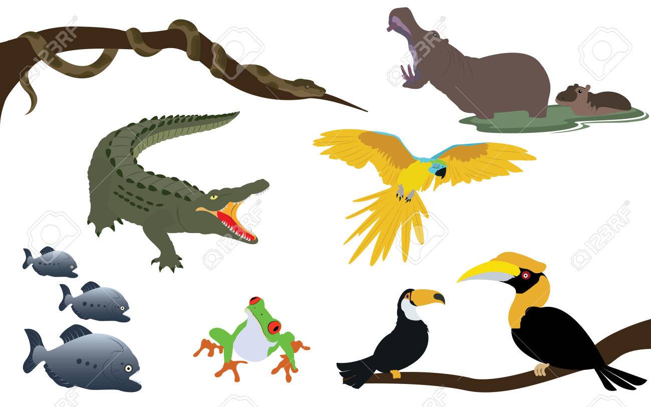 Biodiversidad acuática del río Kwiriri: tesoro ecológico por descubrir