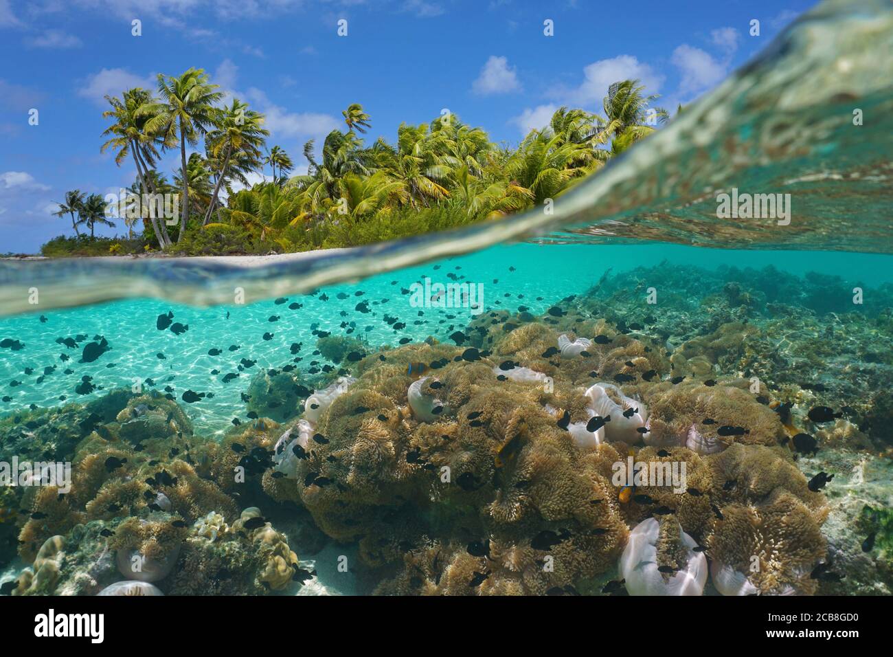 Ecología acuática fascinante del arrecife Ujae