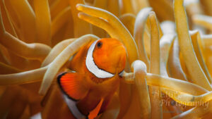 La ecología acuática del Lago Matope y su importancia ambiental