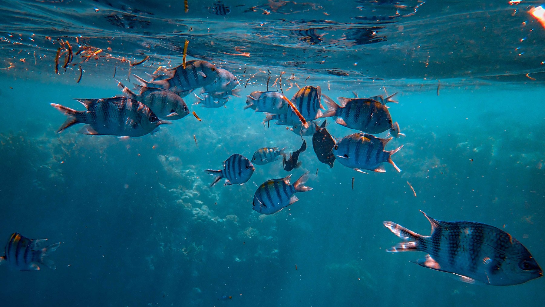 Biodiversidad acuática del Lago Clark Hill