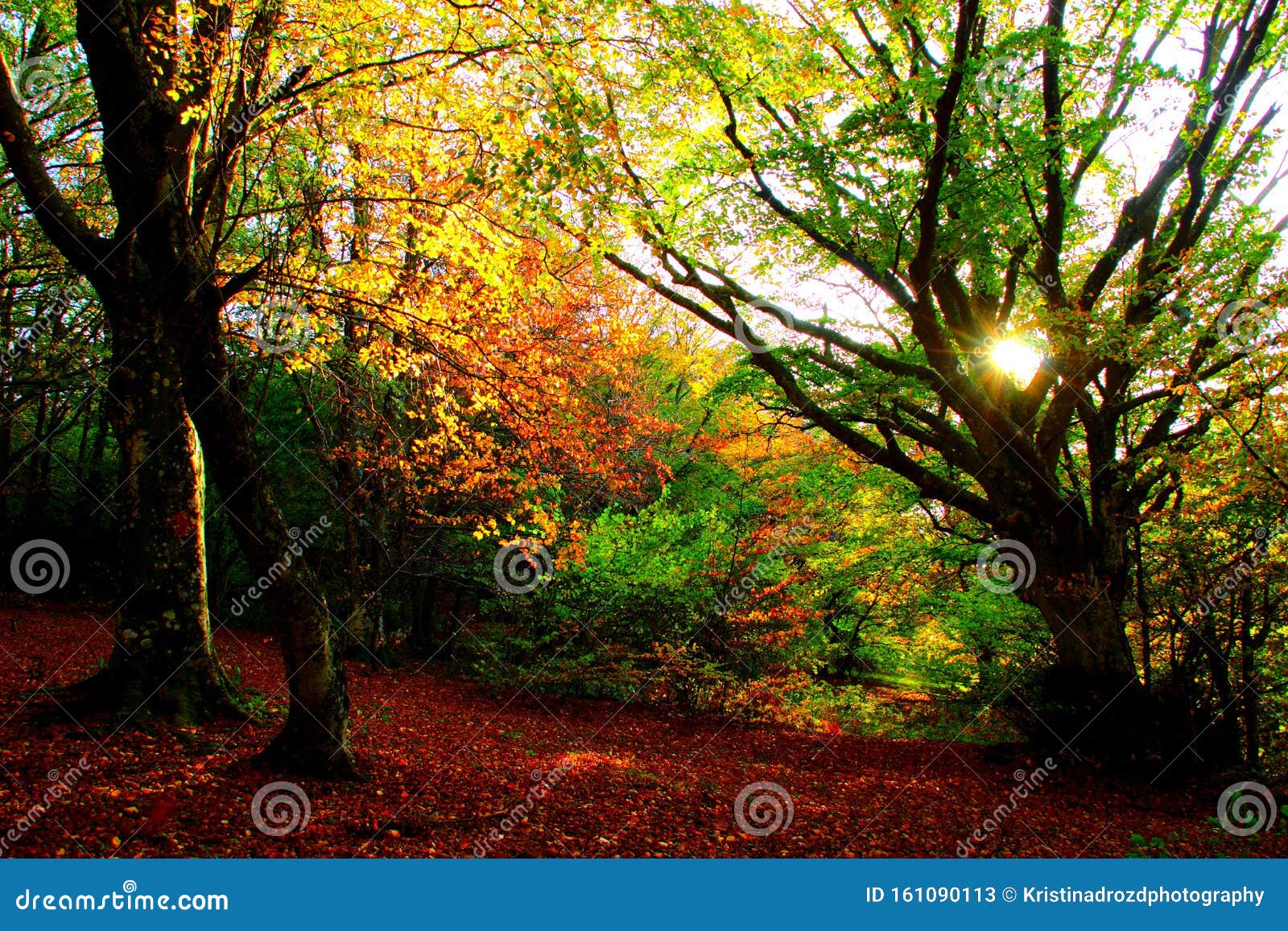 Biodiversidad del río Shweli: ecología acuática fascinante