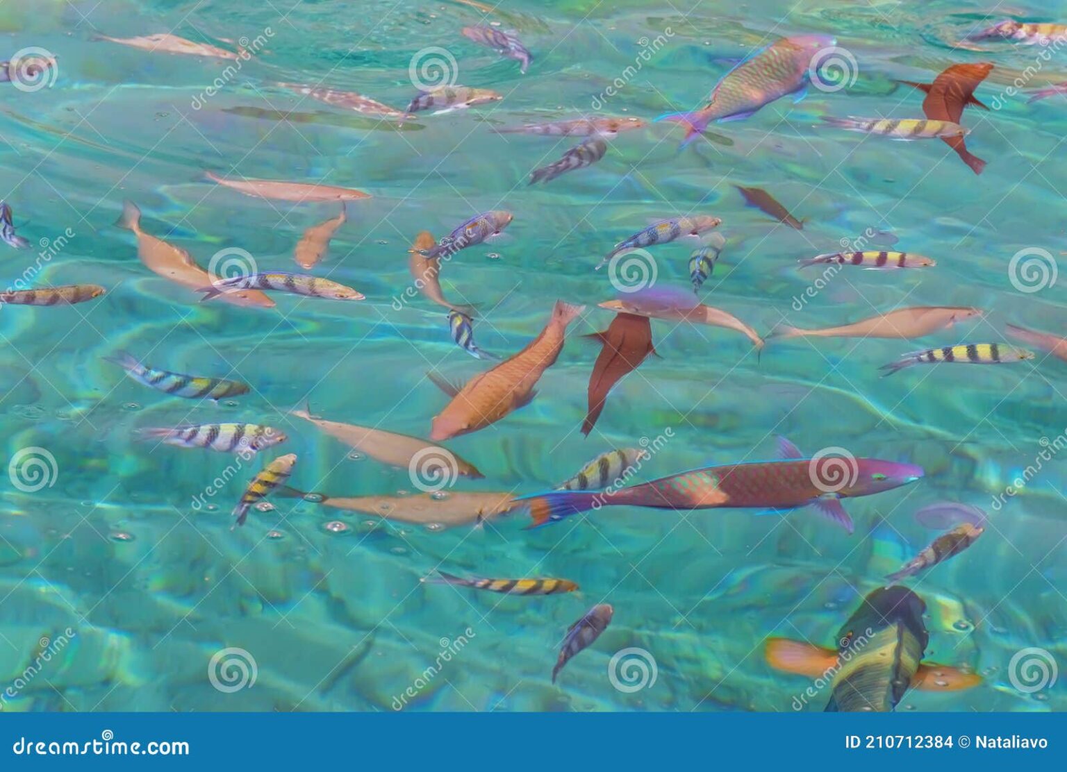 Biodiversidad acuática del río Clarence y su preservación