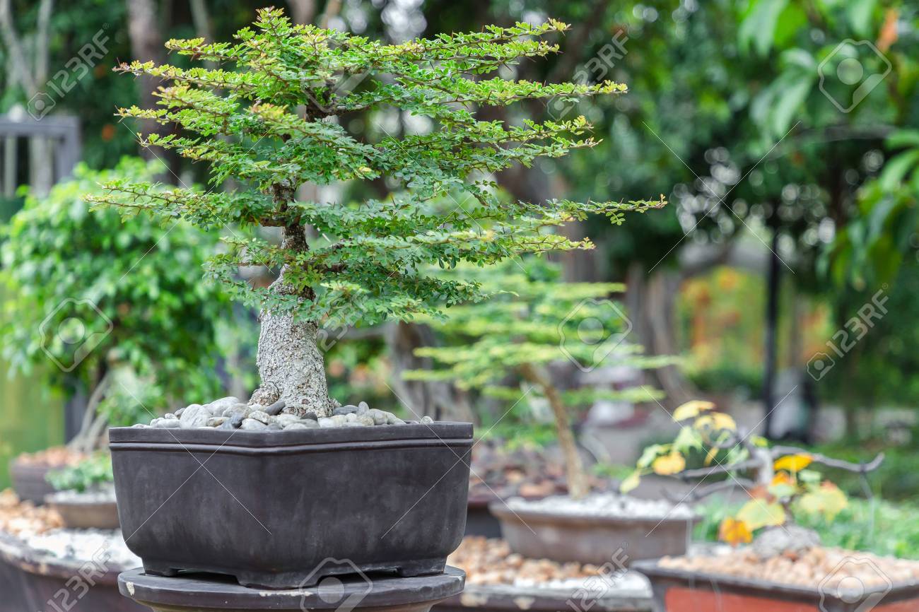 Biodiversidad acuática del Río Bonsá: Protegiendo su ecosistema
