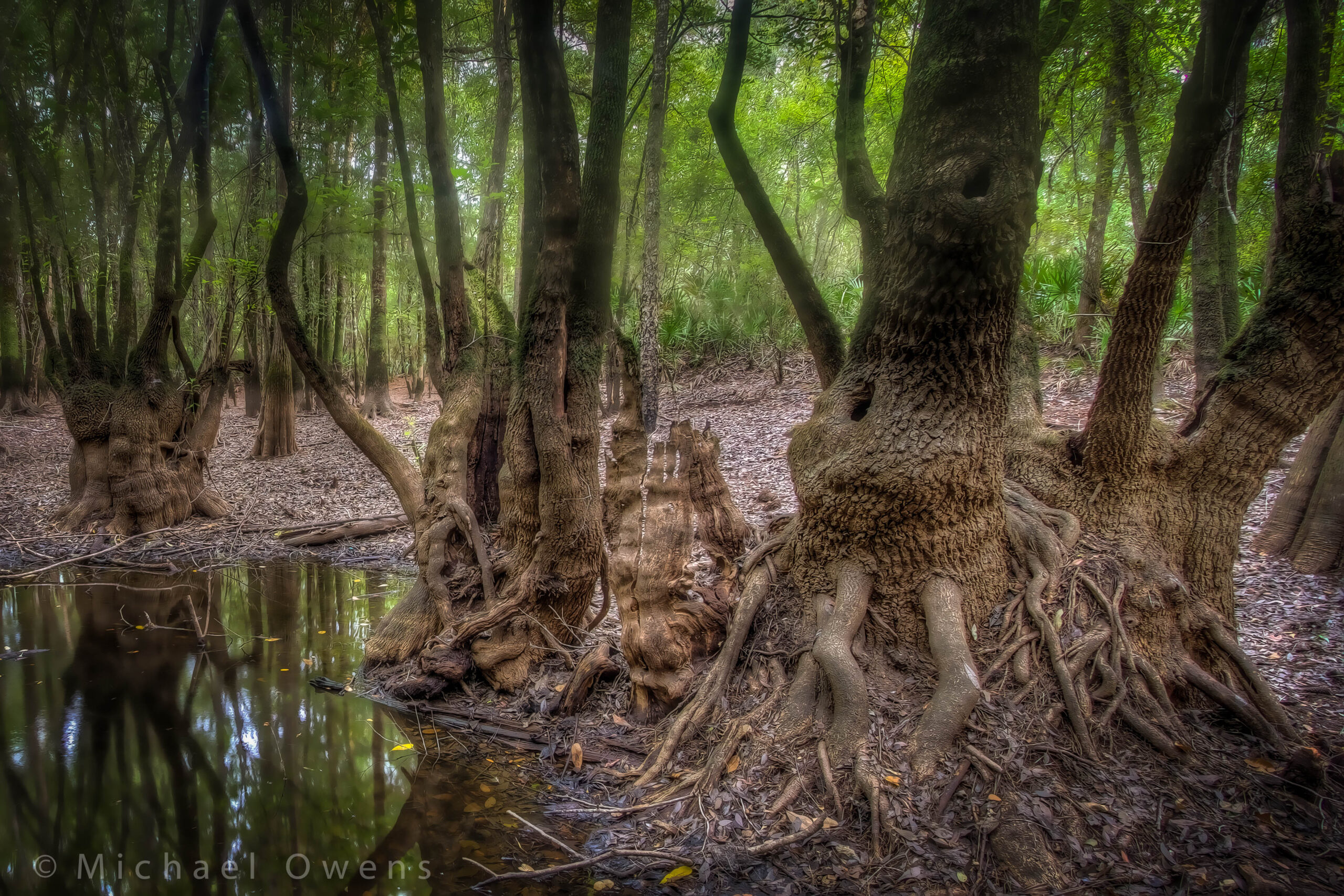 Ecología acuática del río Canoochee y su importancia ambiental