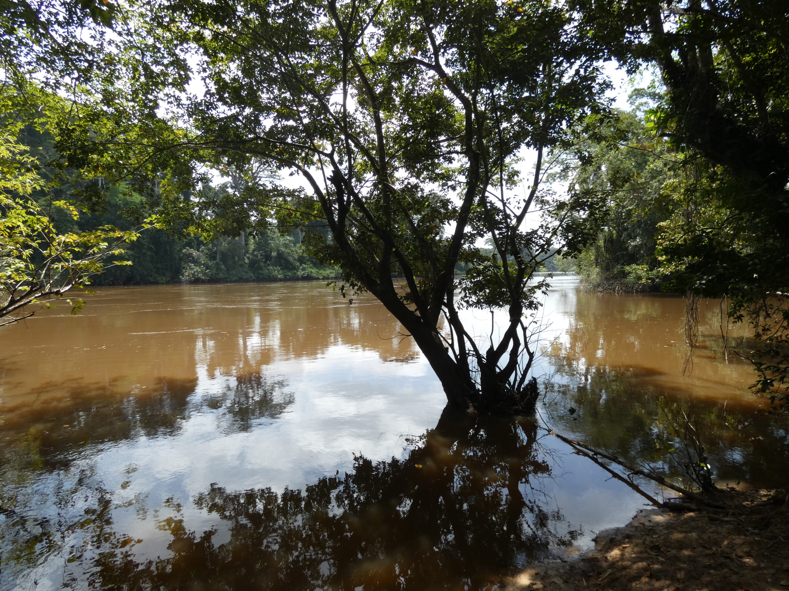 Ecología acuática del río Cavalla y su impacto ambiental