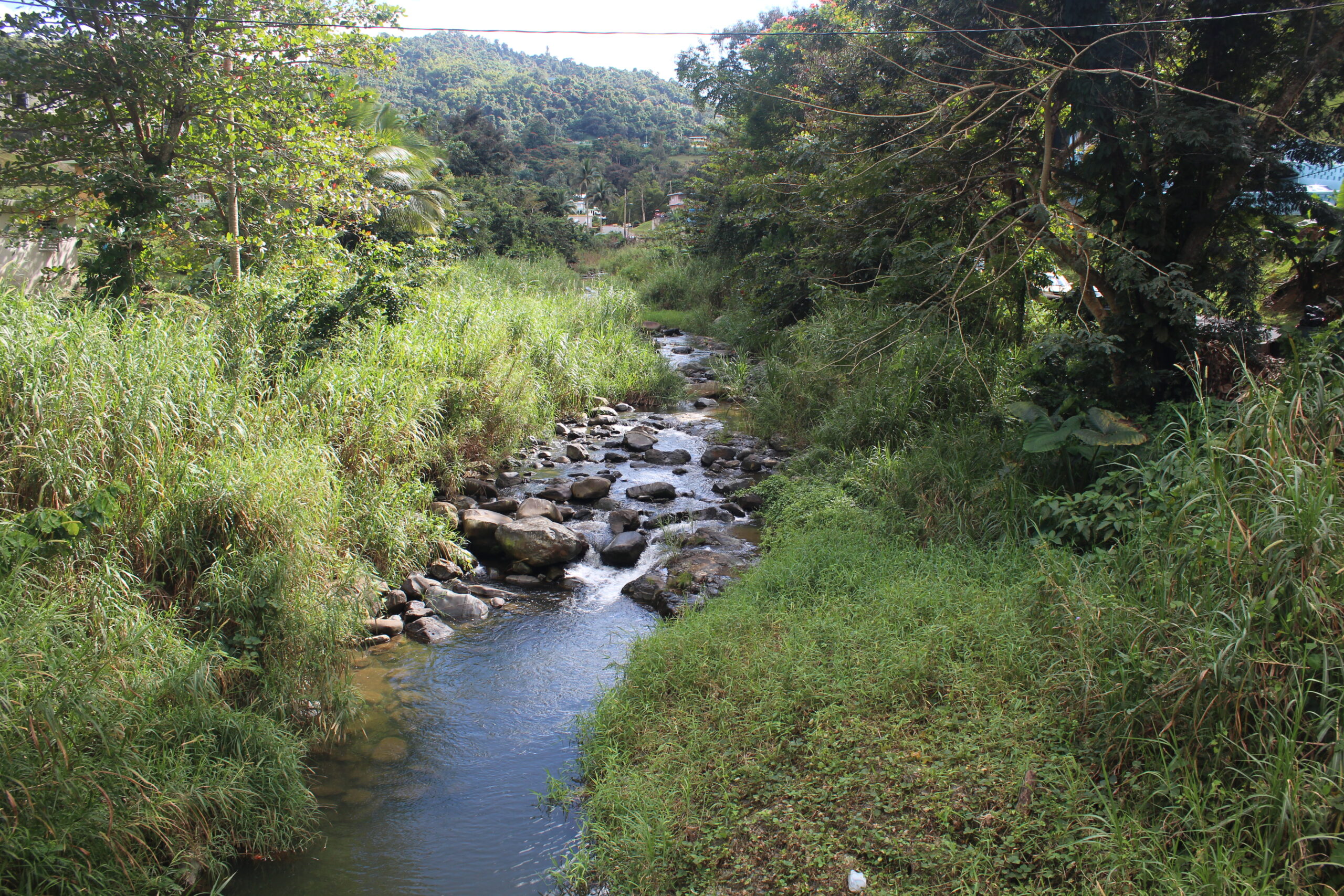Riqueza de la ecología acuática del Río Tuarabu a preservar
