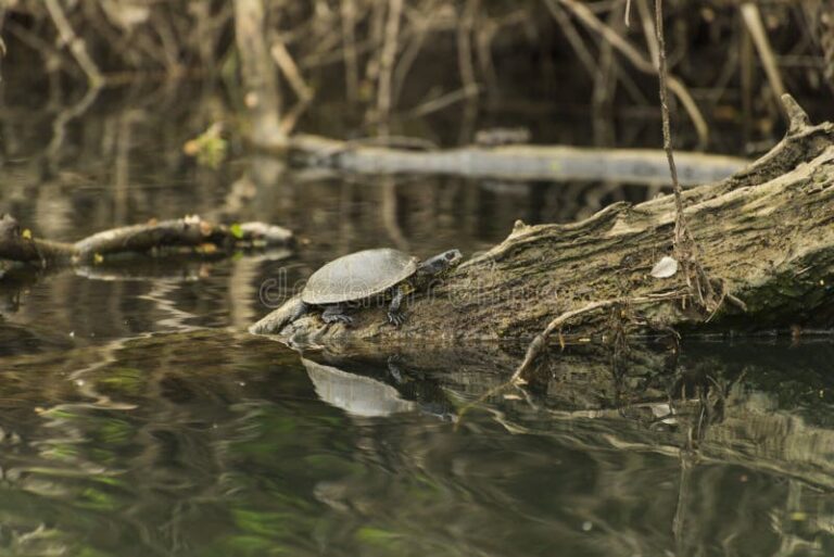 Descubre la sorprendente ecología acuática del río Macurijes